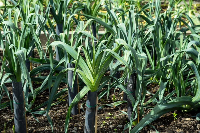 Leek growing in the garden stock image. Image of natural - 66736833