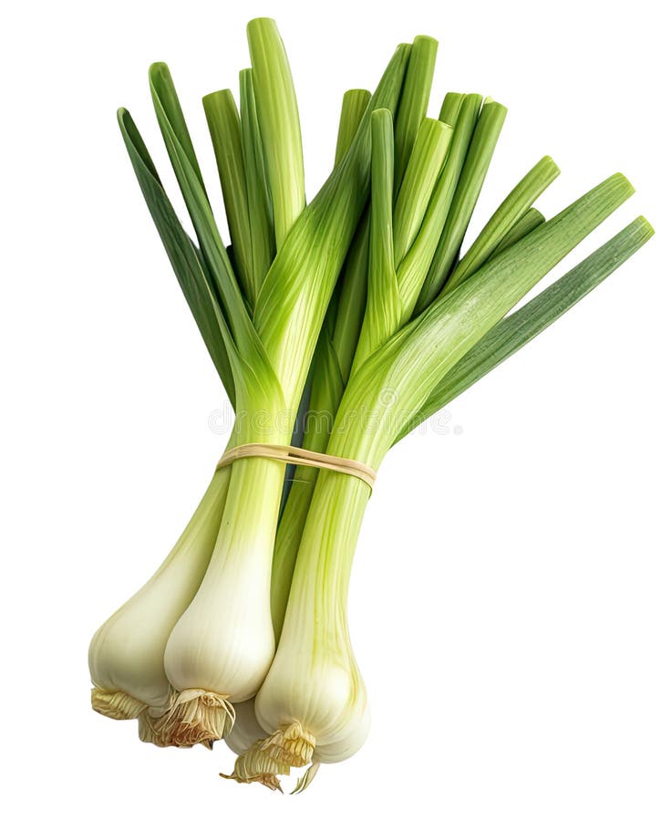 Leek Isolated on Transparent Background PNG Stock Image - Illustration ...
