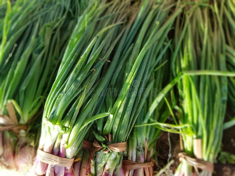 Leek/ kept for sale stock photo. Image of grass, garden - 255785420