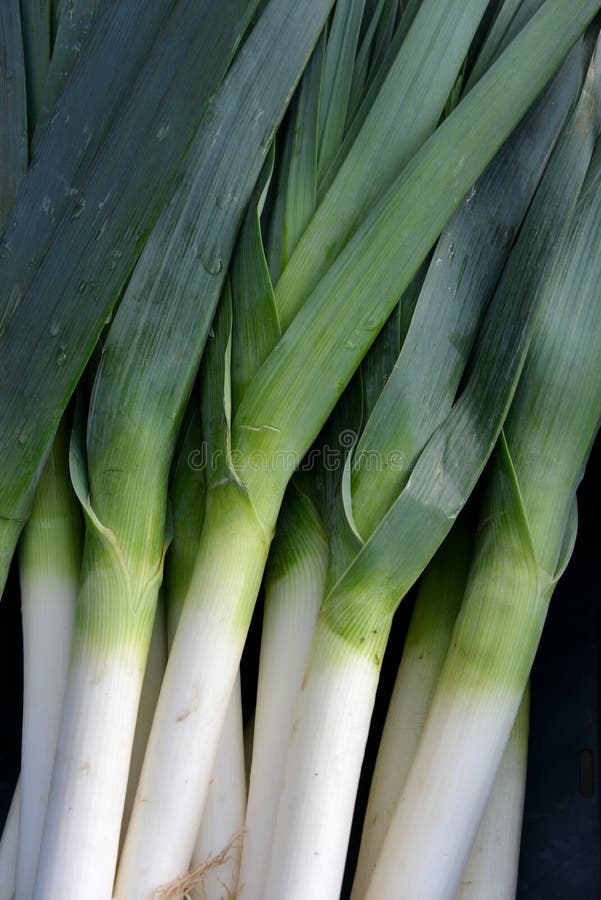Leek stock image. Image of healthy, leek, white, gastronomy - 32866191