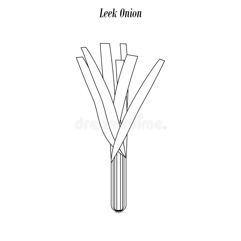 Leek Outline Stock Illustrations – 758 Leek Outline Stock Illustrations ...