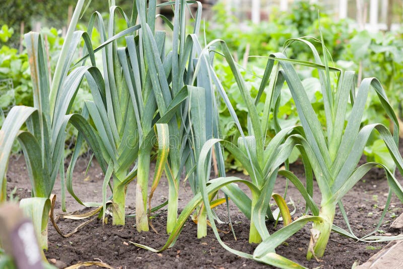 Leek Plants Growing in a Vegetable Plot, UK Stock Photo - Image of ...