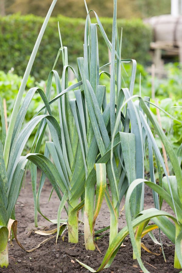 Leek Plants Growing in a Vegetable Plot, UK Stock Image - Image of ...