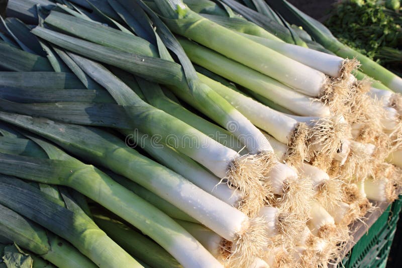 Leek rods stock image. Image of freshness, green, leek - 44850049