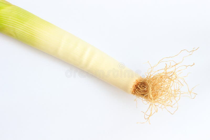 Leek with root stock photo. Image of purret, freshness - 188886476