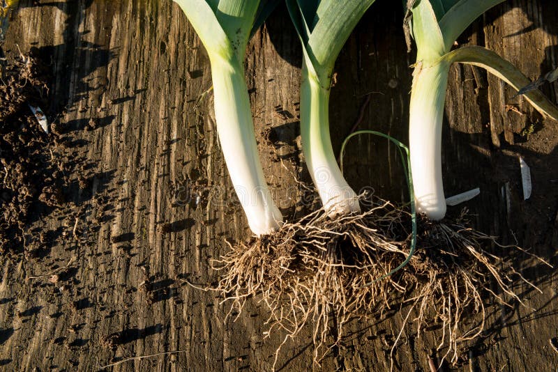 Leek Roots and Juicy White Trunks Stock Image - Image of trunks ...