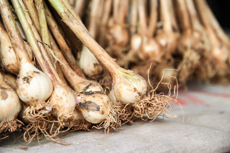 Leek s root stock photo. Image of healthy, head, bound - 33029342