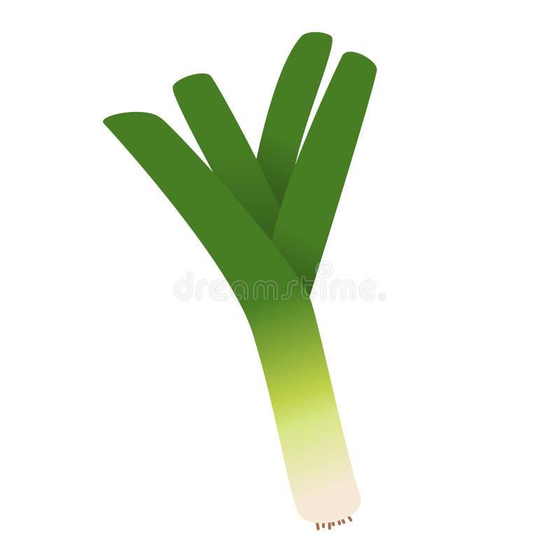 Leek vegetable stock vector. Illustration of isolated - 208873883