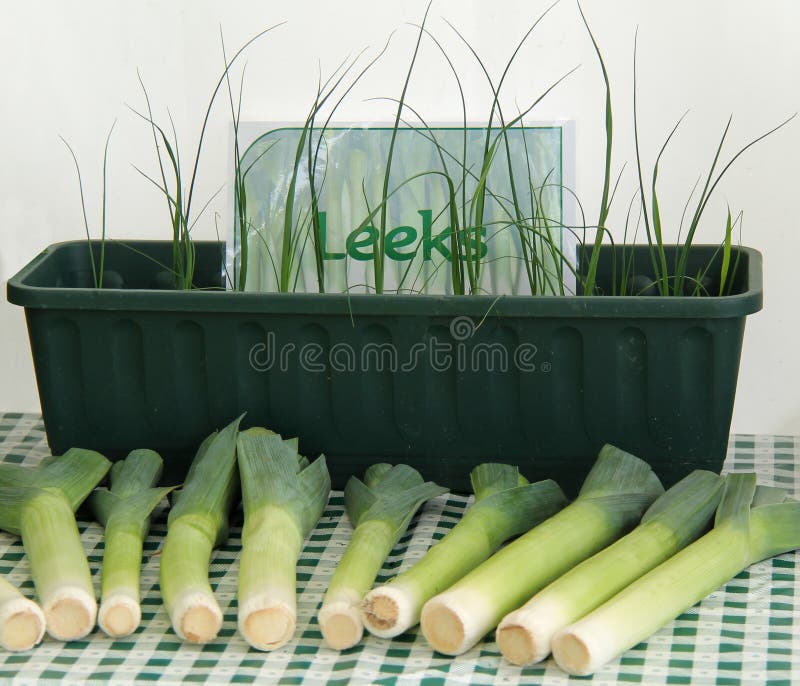 Leek Vegetables. stock image. Image of cultivate, leaf - 152243663