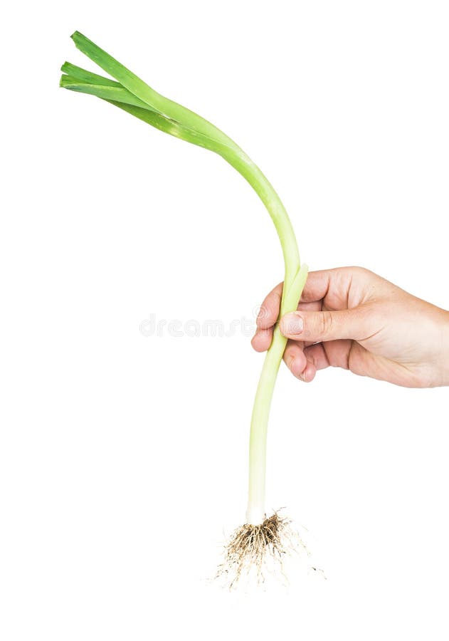 Leek white isolated stock photo. Image of market, fresh - 36282780