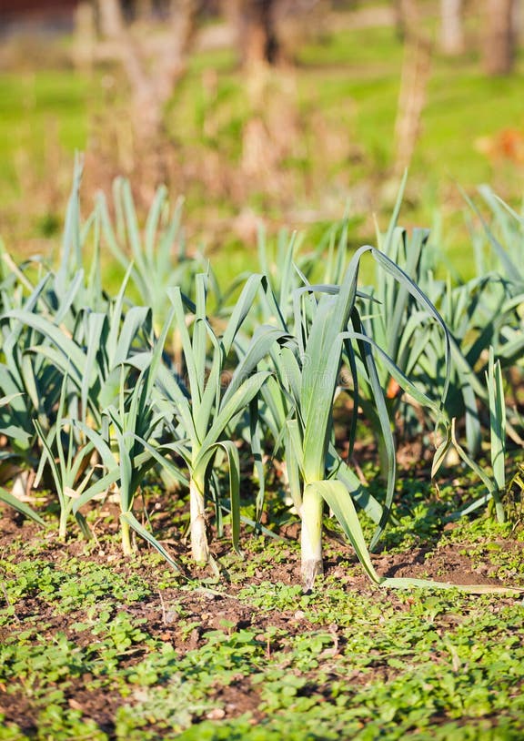 Leeks stock photo. Image of domestic, earthy, countryside - 26233338