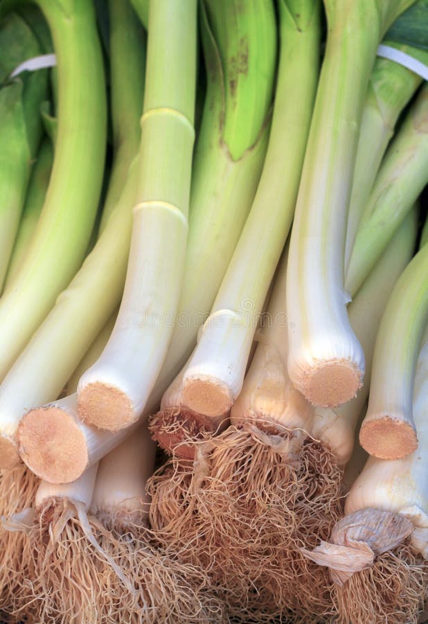 Leeks stock image. Image of produce, objects, group, leeks - 26555399