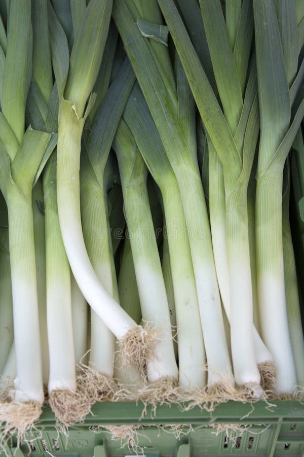 Leeks in Box stock photo. Image of group, backdrop, leek - 191380386