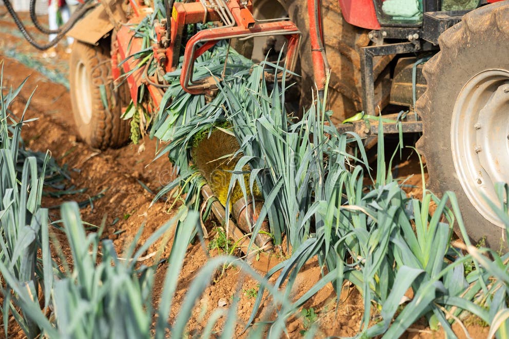 Leeks Digger Machine Working on Field, Lifting Leeks from Soil during ...