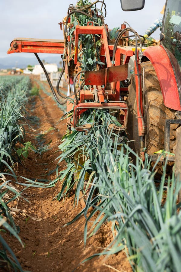 Leeks Digger Machine Working on Field, Lifting Leeks from Soil during ...