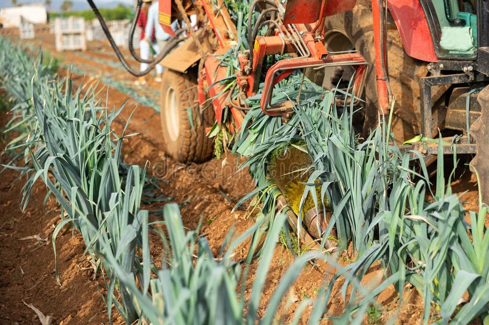 Leeks Digger Machine Working on Field, Lifting Leeks from Soil during ...