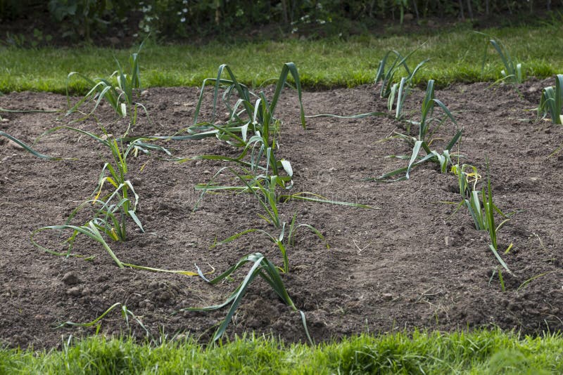 Leeks in garden stock photo. Image of nature, crop, leaf - 77021754