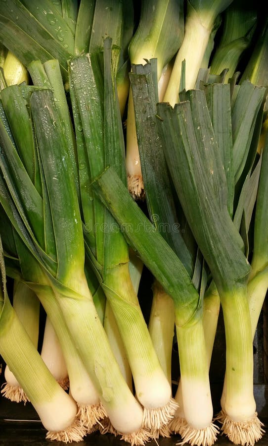 Leeks stock image. Image of green, white, healthy, produce - 47667443