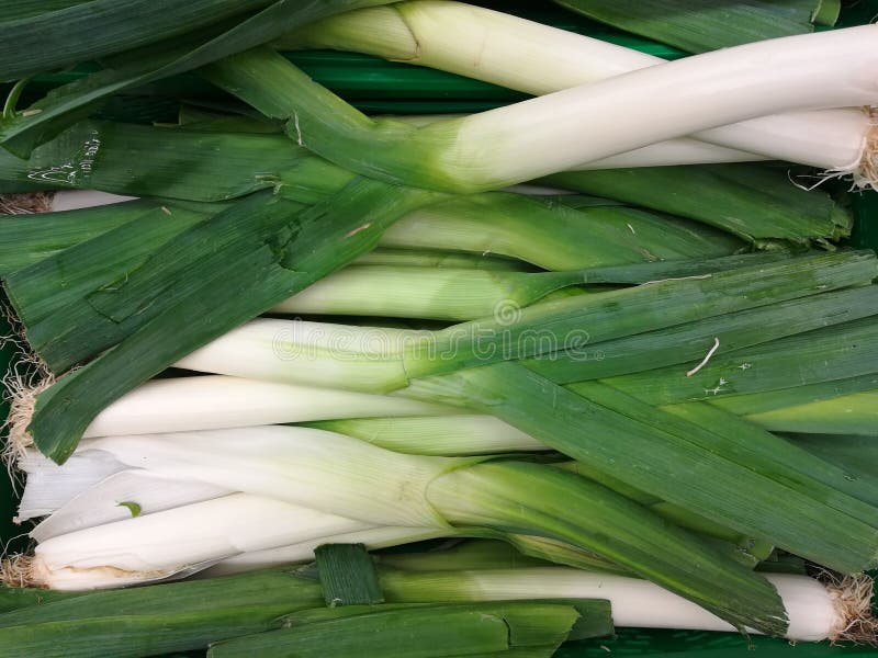 Leeks vegetables stock image. Image of export, agro - 100473483