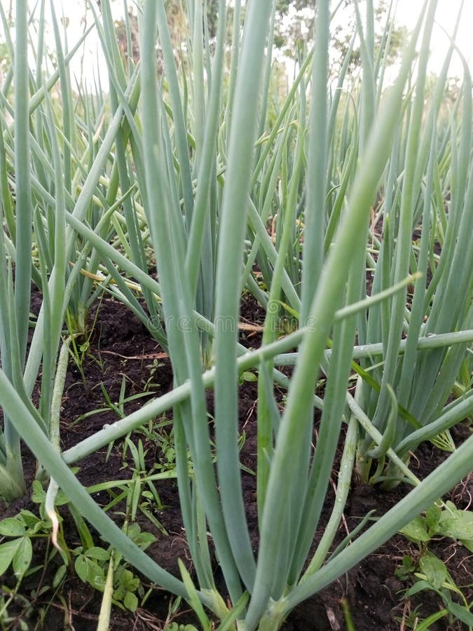 Leeks are Very Fertile and Can Be Used As a Vegetable Stock Photo ...
