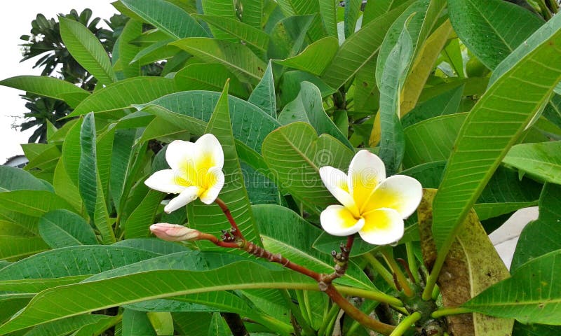 Leelawadee stock photo. Image of lunthom, lanthom, leelawadee - 44981866