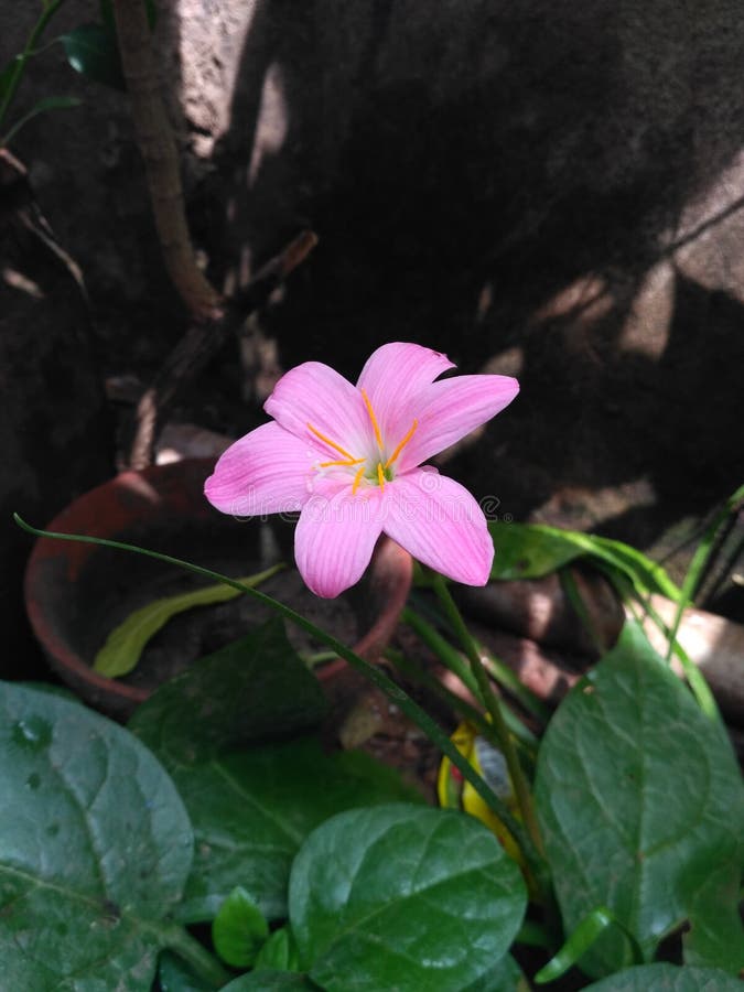 Leeli Stock Photos - Free & Royalty-Free Stock Photos from Dreamstime