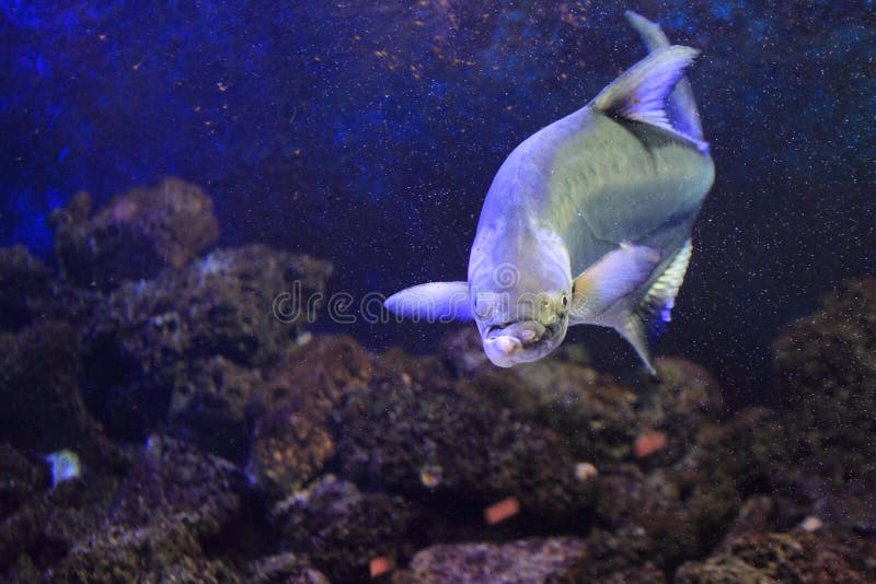Garrick fish stock image. Image of reef, marine, lichia - 55328383