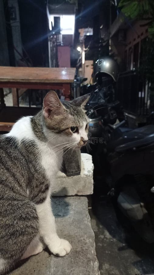 Leering Cute Cat stock image. Image of animal, wildlife - 265761377