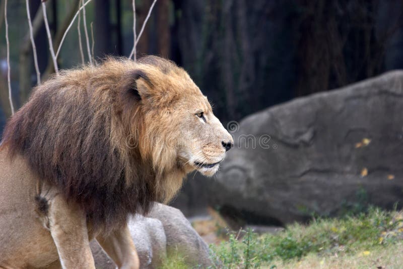 Leeuw stock afbeelding. Image of leeuw, glans, leider, onverschrokken ...