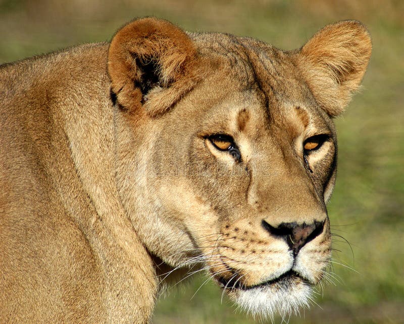 Leeuwin stock afbeelding. Image of leugenachtigheid, wildernis - 17272557