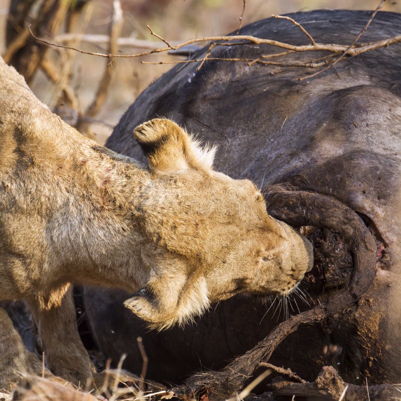 Leeuwin Die Een Dode Buffel in Het Nationale Park Van Kruger Eten Stock ...
