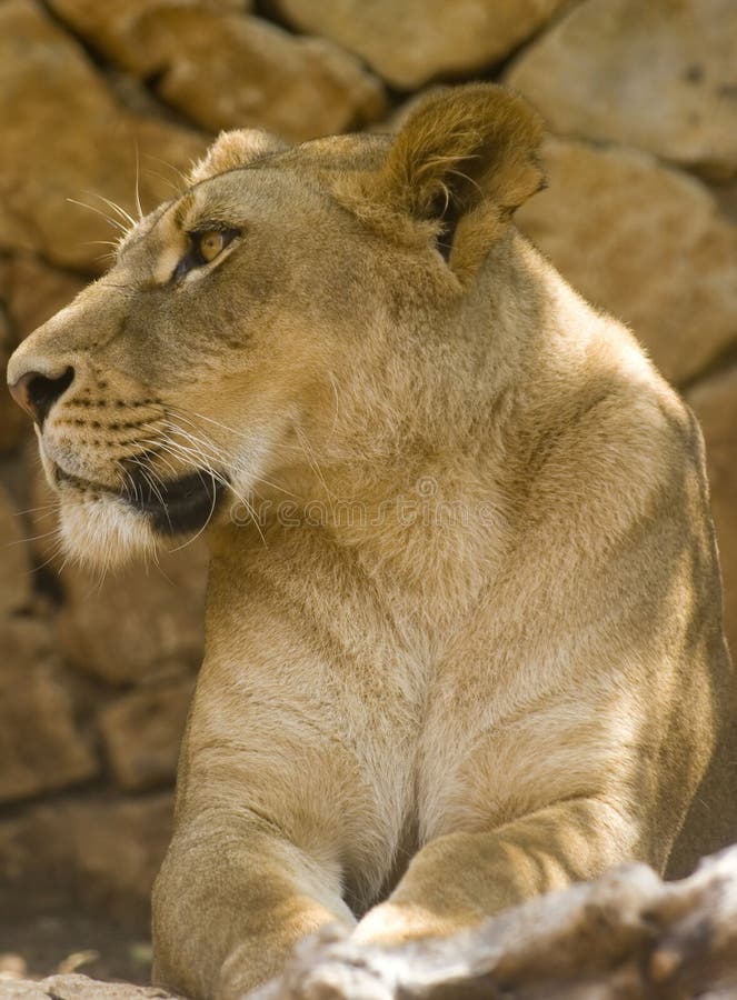 De leeuwin staart stock foto. Image of leugenachtigheid - 11366312