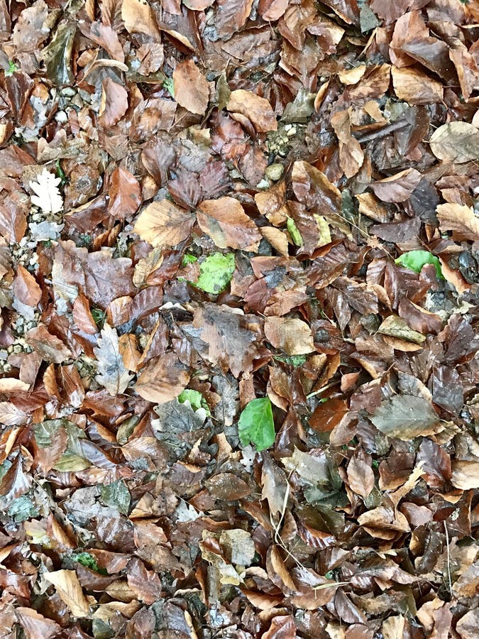 Leeves autumn stock photo. Image of leeves, texture, nature - 78495434
