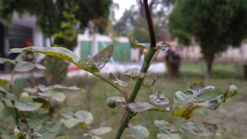 Lef of Rose Flower. so Nice is it Stock Image - Image of nice, itand ...