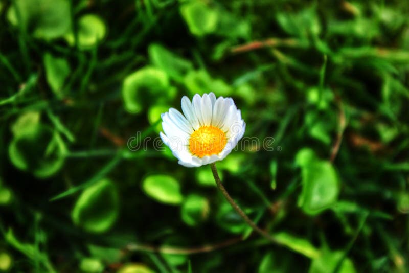 Lef in spring picture stock image. Image of plant, field - 198460979