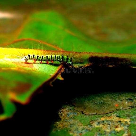 Lefe stock foto. Image of leven, kruising - 104454760