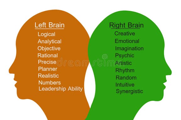 Left Brain and Right Brain stock illustration. Illustration of percise ...