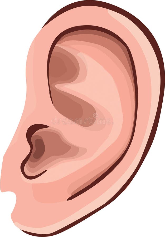 Realistic Human Ear Vector Drawn Isolated on White Background Stock ...