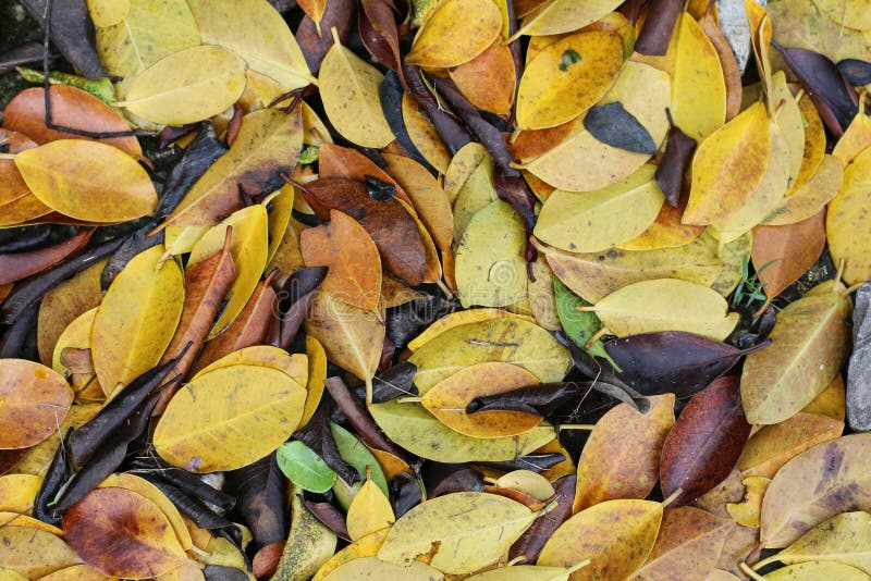 Left fall stock image. Image of rock, nature, grey, texture - 45555725