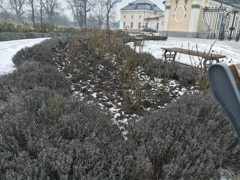 Left Flower stock image. Image of flower, left, flowers - 64836615