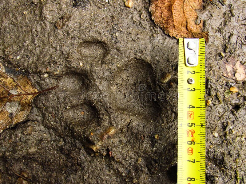 Lynx - Footprint in the Mud Stock Photo - Image of cats, footprints ...
