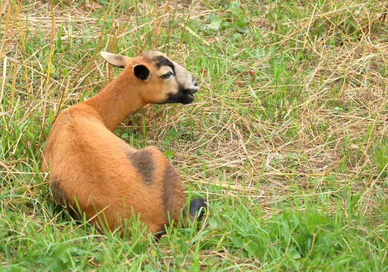 Oberhasli Calf Stock Photos - Free & Royalty-Free Stock Photos from ...