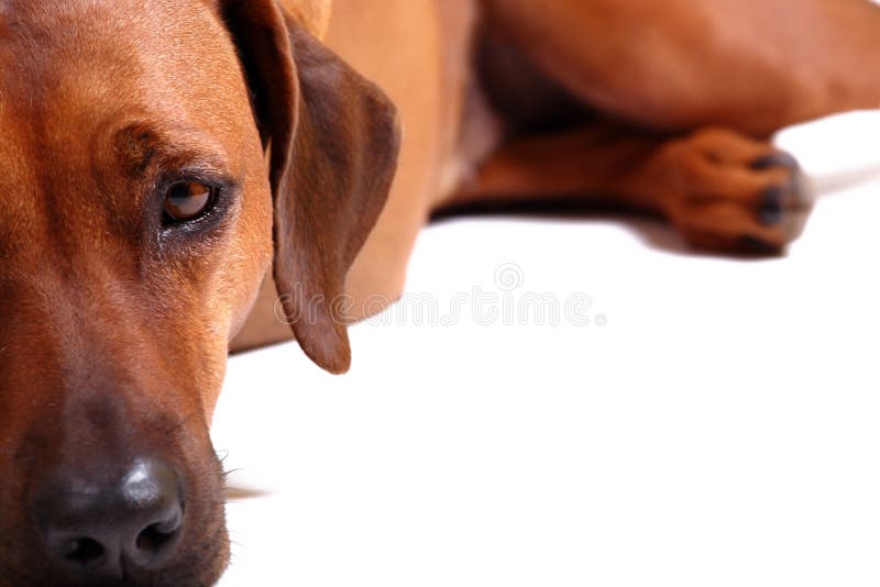 Happy Cute Rhodesian Ridgeback Dog in the Spring Field Stock Image ...
