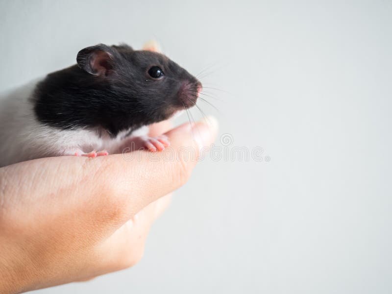 A Left Hand Catch Black and White Hamster on White Background Stock ...