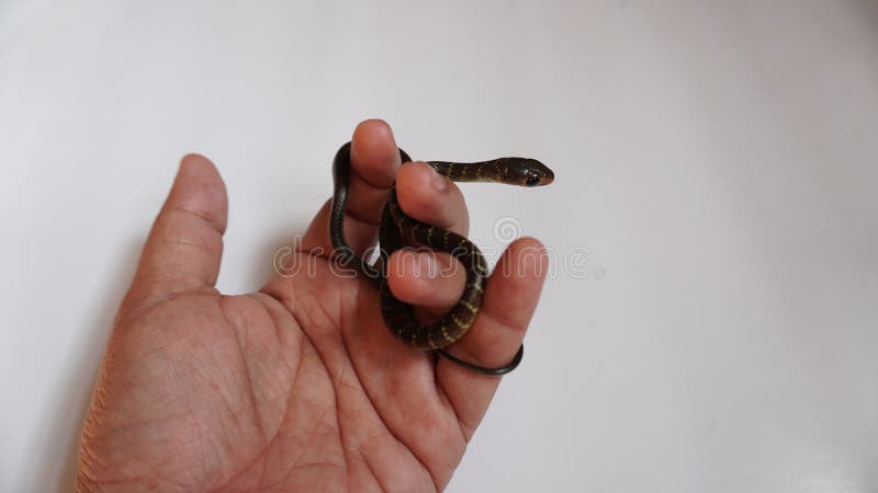 256 Snake Ear Stock Photos - Free & Royalty-Free Stock Photos from ...