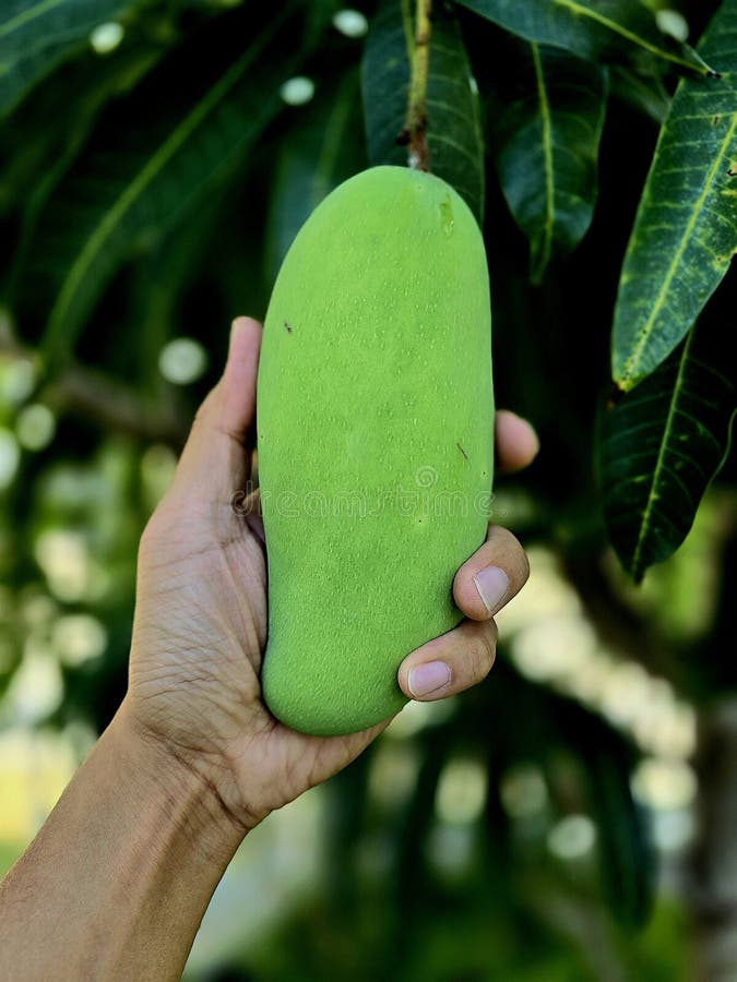 Left Hand Holding a Mango. Green Mango on Tree. a Bunch of Mango with ...