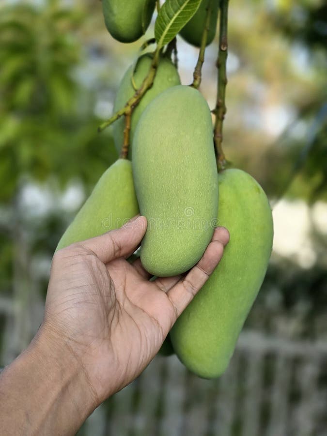 Left Hand Holding a Mango. Green Mango on Tree. a Bunch of Mango with ...