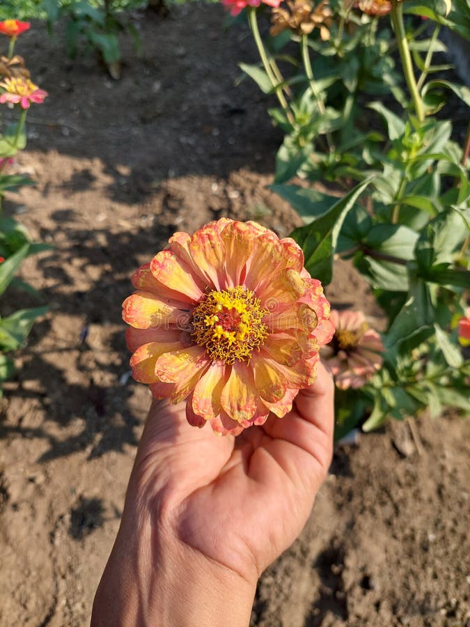 The Left Hand Holding the Orange Flower in Full Bloom Stock Photo ...