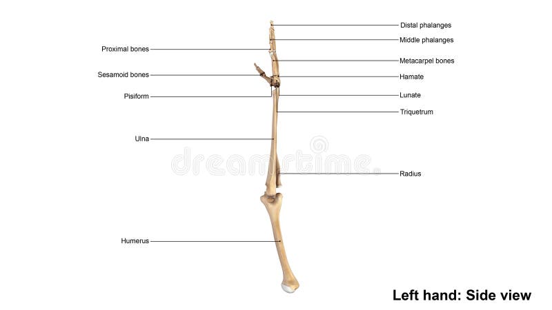Left Hand Side view stock photo. Image of bones, carpals - 76445076