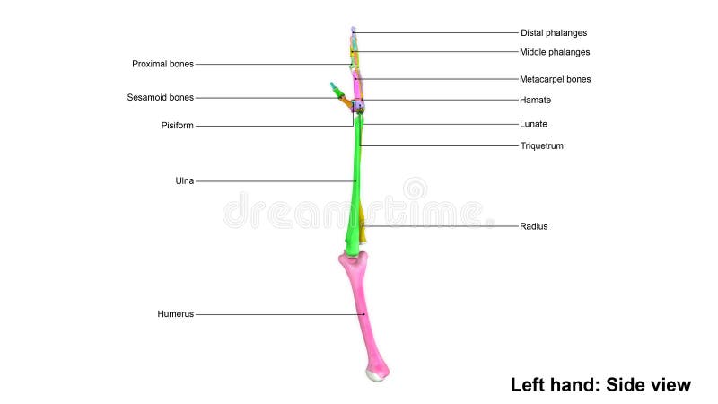 Left Hand Posterior Dorsal View Stock Photo - Image of anteriorpalmer ...